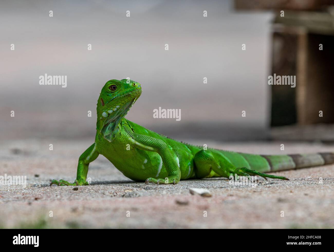 Young Iguanas are bright green in color Stock Photo - Alamy