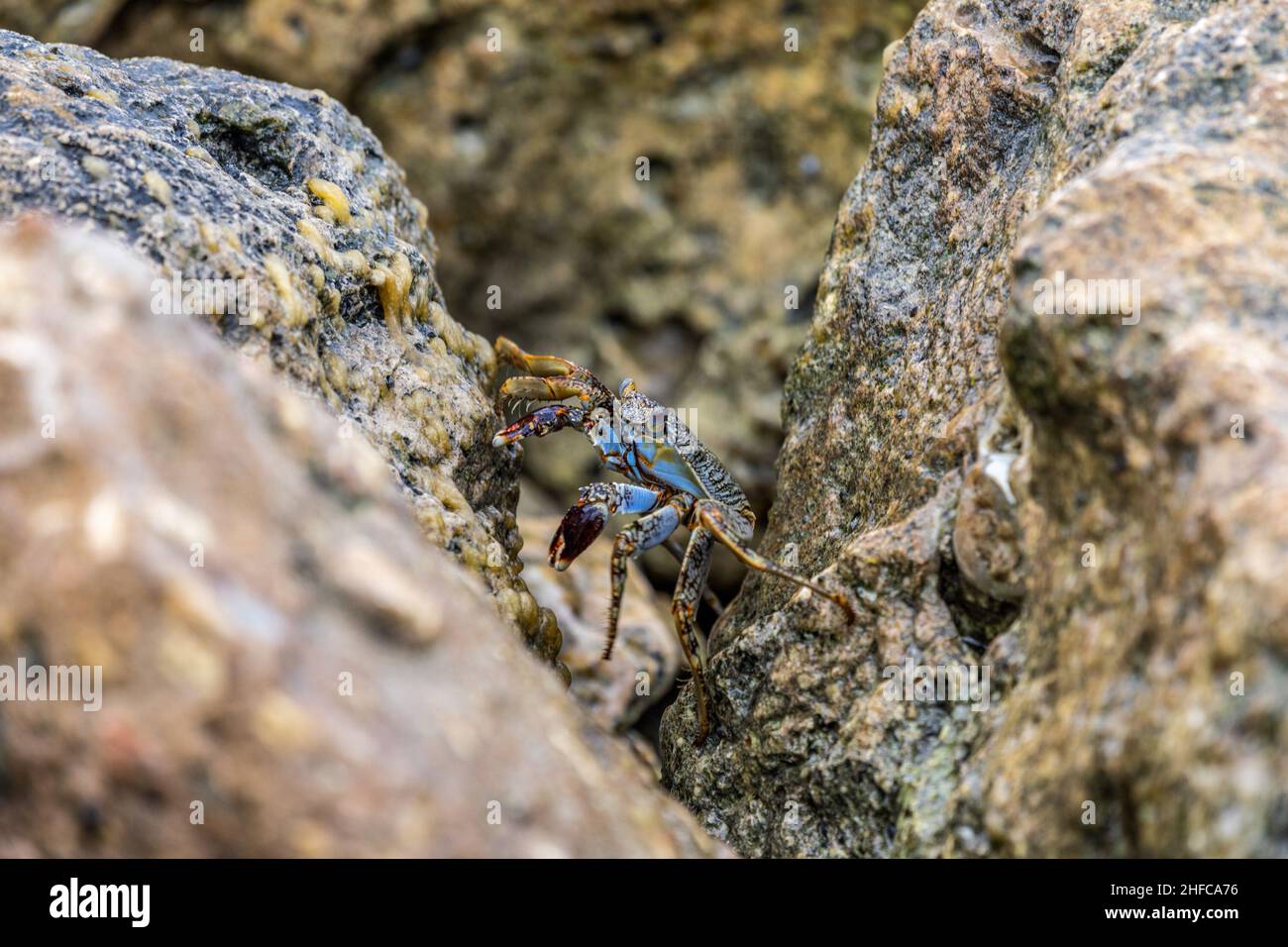 Sea-crab moving between two rocks in Aruba closeup Stock Photo - Alamy