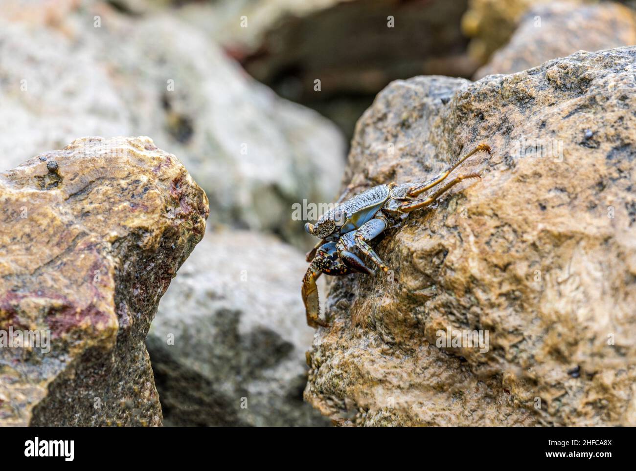 Closeup of a blue colored sea crab on a boulder along the ocean in ...
