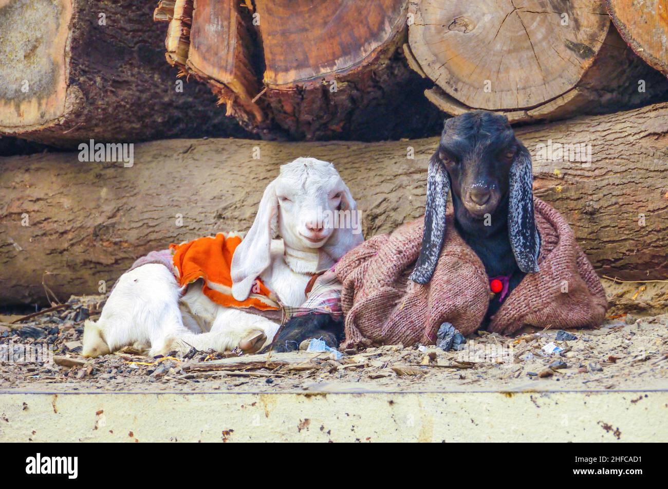Two lying goats hi-res stock photography and images - Alamy