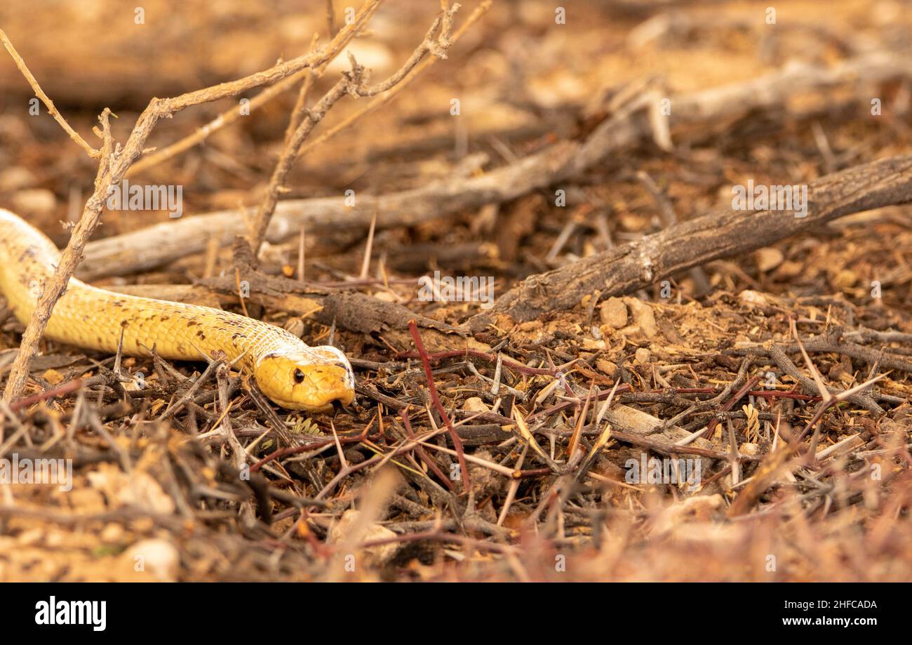 Cape Cobra in the Kgalagadi Stock Photo - Alamy