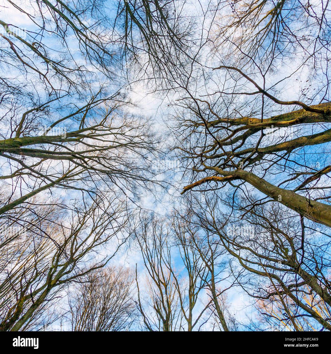 crown of trees in forest with blue sky Stock Photo - Alamy