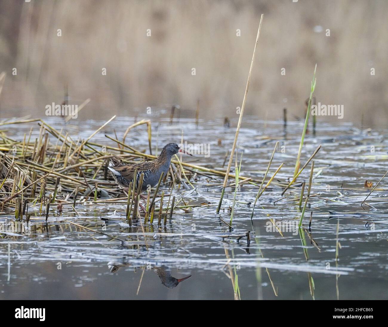 Water Rail on iced over pond, Teifi Marshes, Cardigan, Wales Stock ...