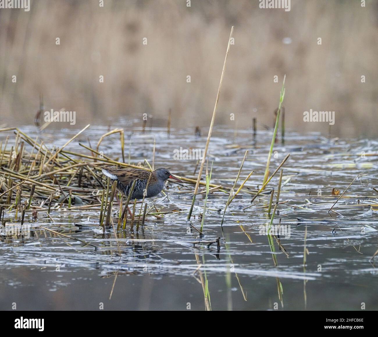 Iced over pond hi-res stock photography and images - Alamy