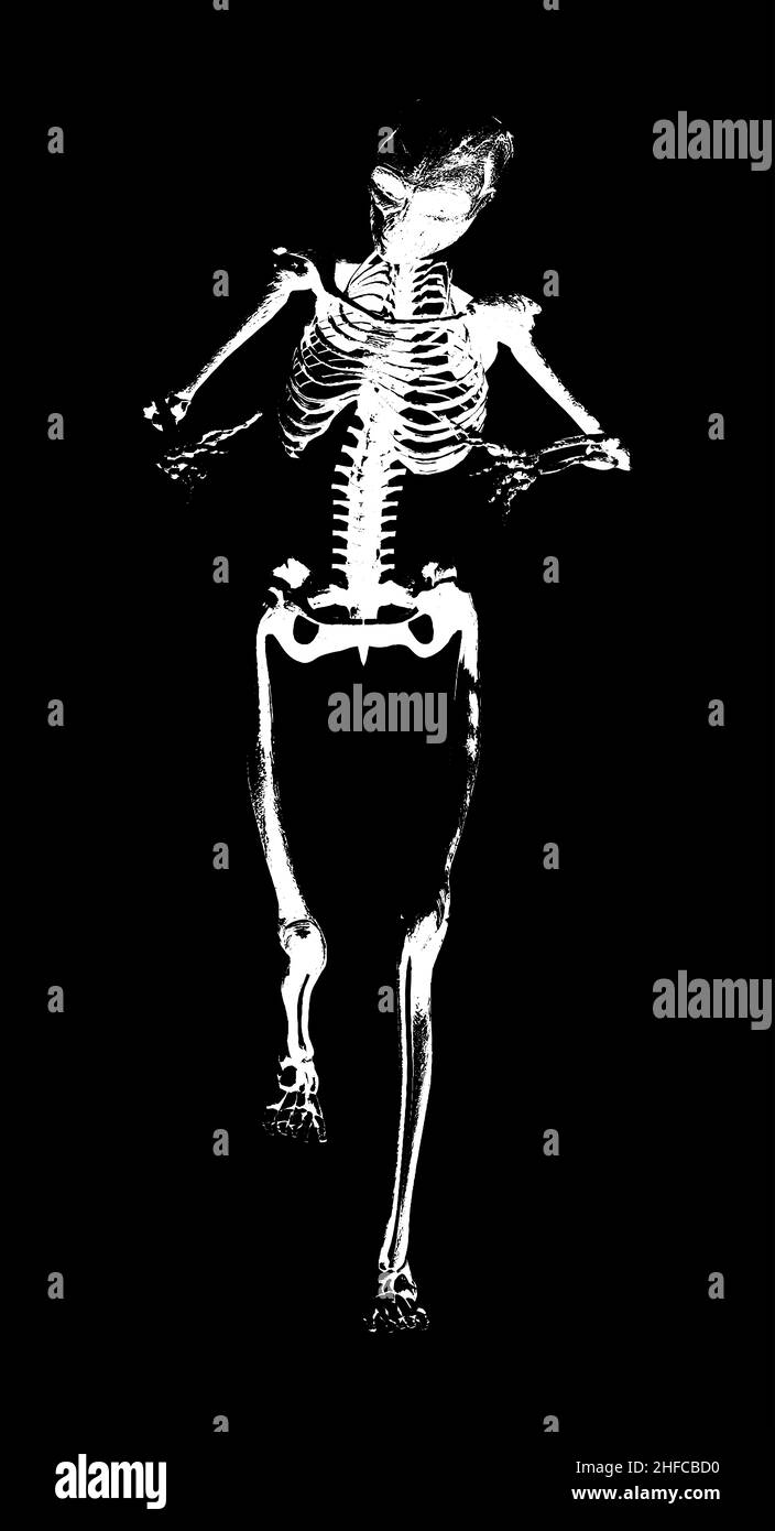 An isolated white skeleton over a black background Stock Photo - Alamy
