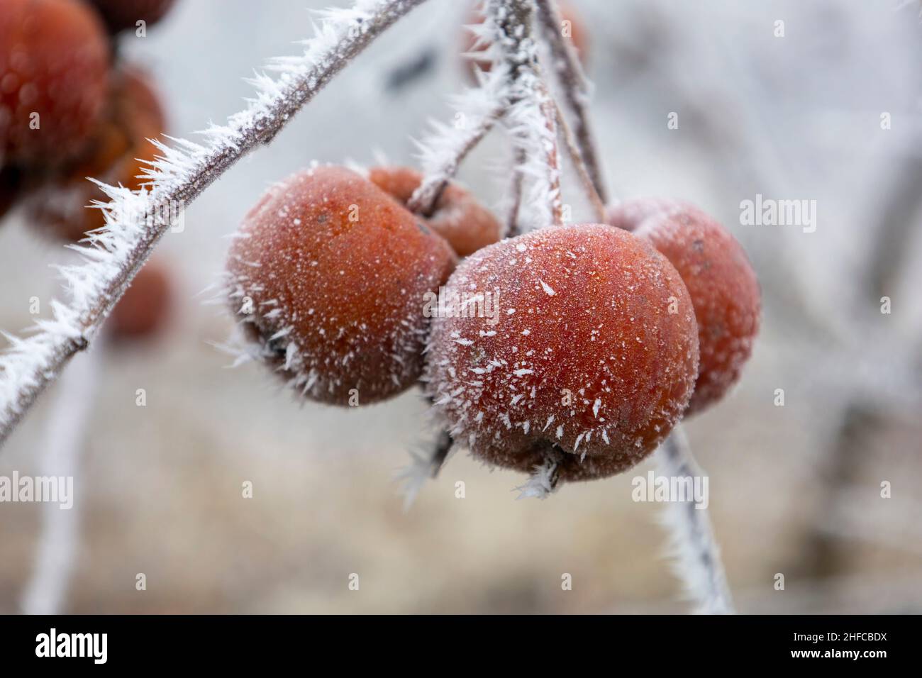 Rotten fruits on tree hi-res stock photography and images - Alamy