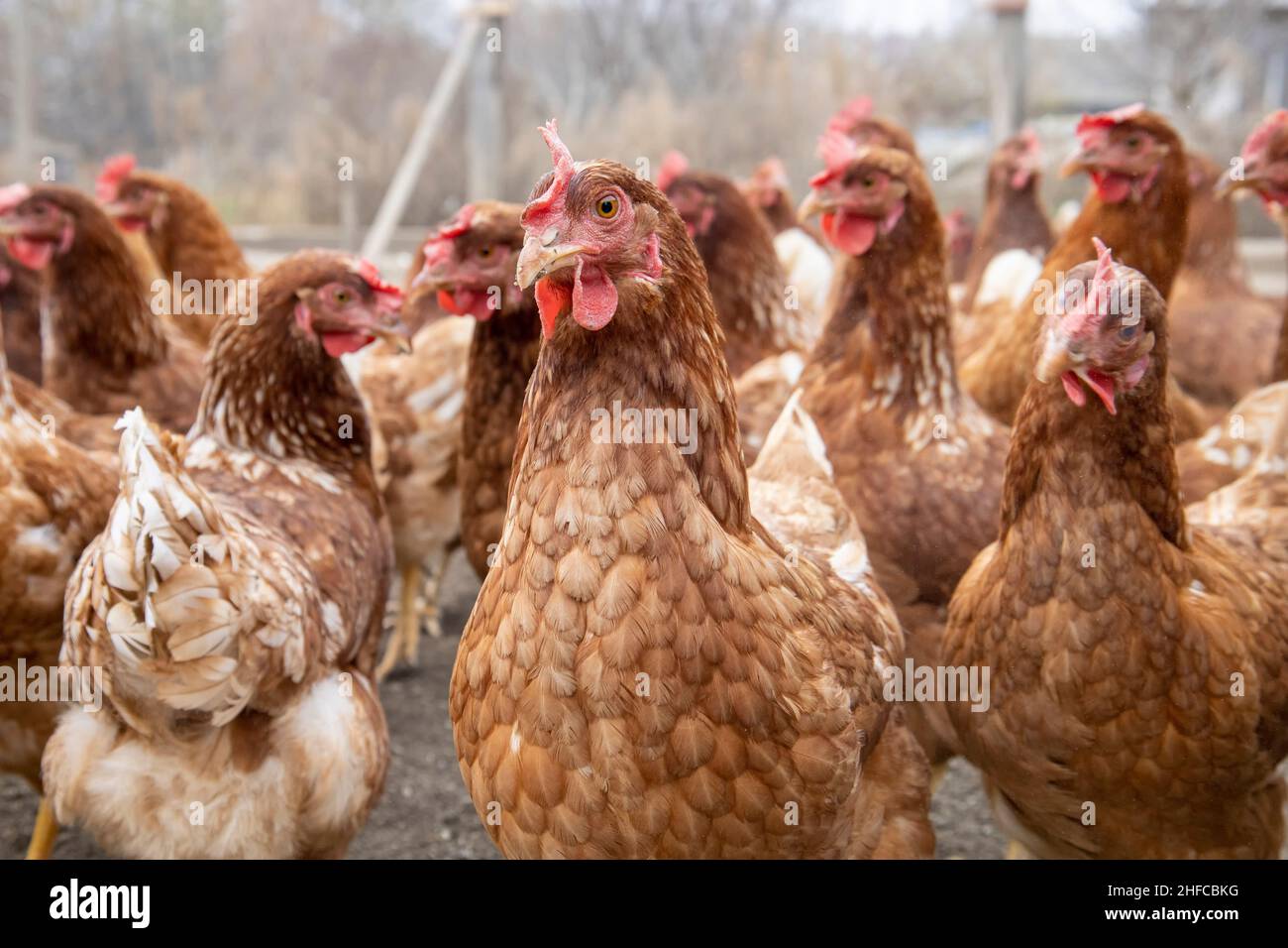 Focus on chickens hi-res stock photography and images - Alamy
