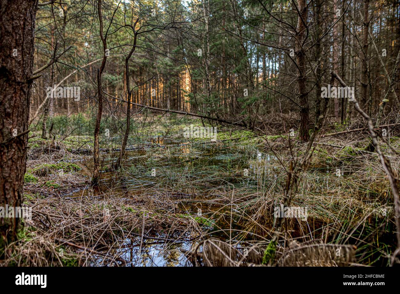 a wet bog with a pine-forest and water, Zealand, Denmark, January 15 ...