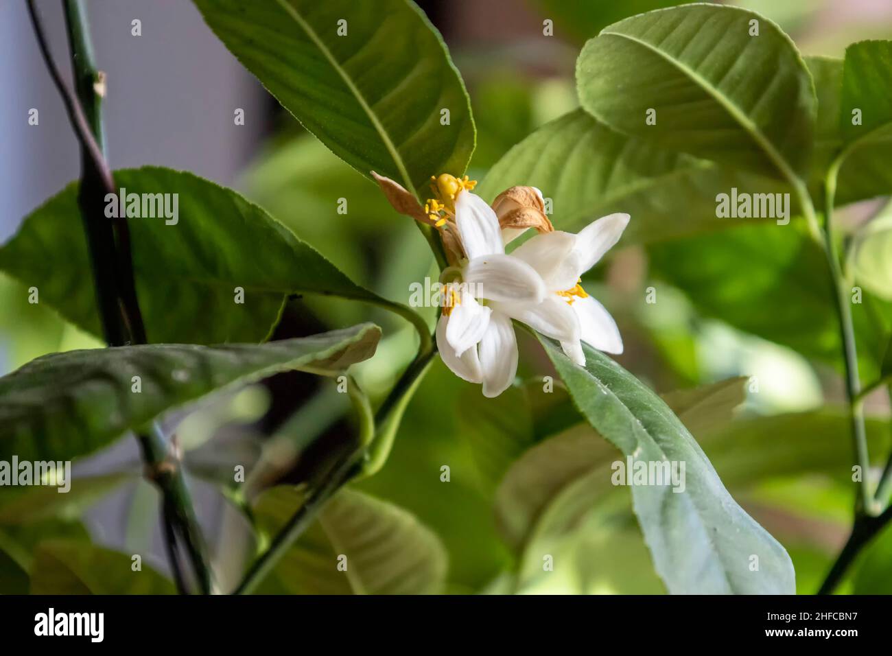 Lemon tree flowers hi-res stock photography and images - Alamy