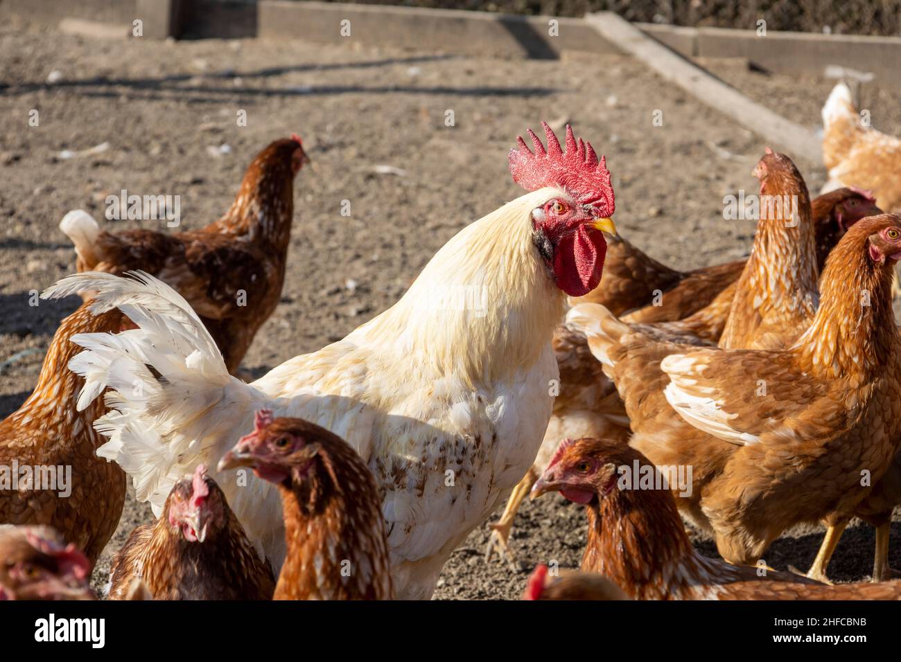 Red laying hens on the street Stock Photo - Alamy