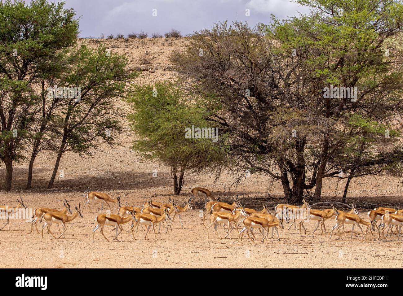 Springbok herd in the Kgalagadi Stock Photo - Alamy