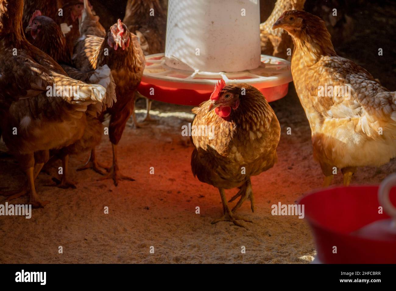 Red laying hens near the feeder Stock Photo - Alamy