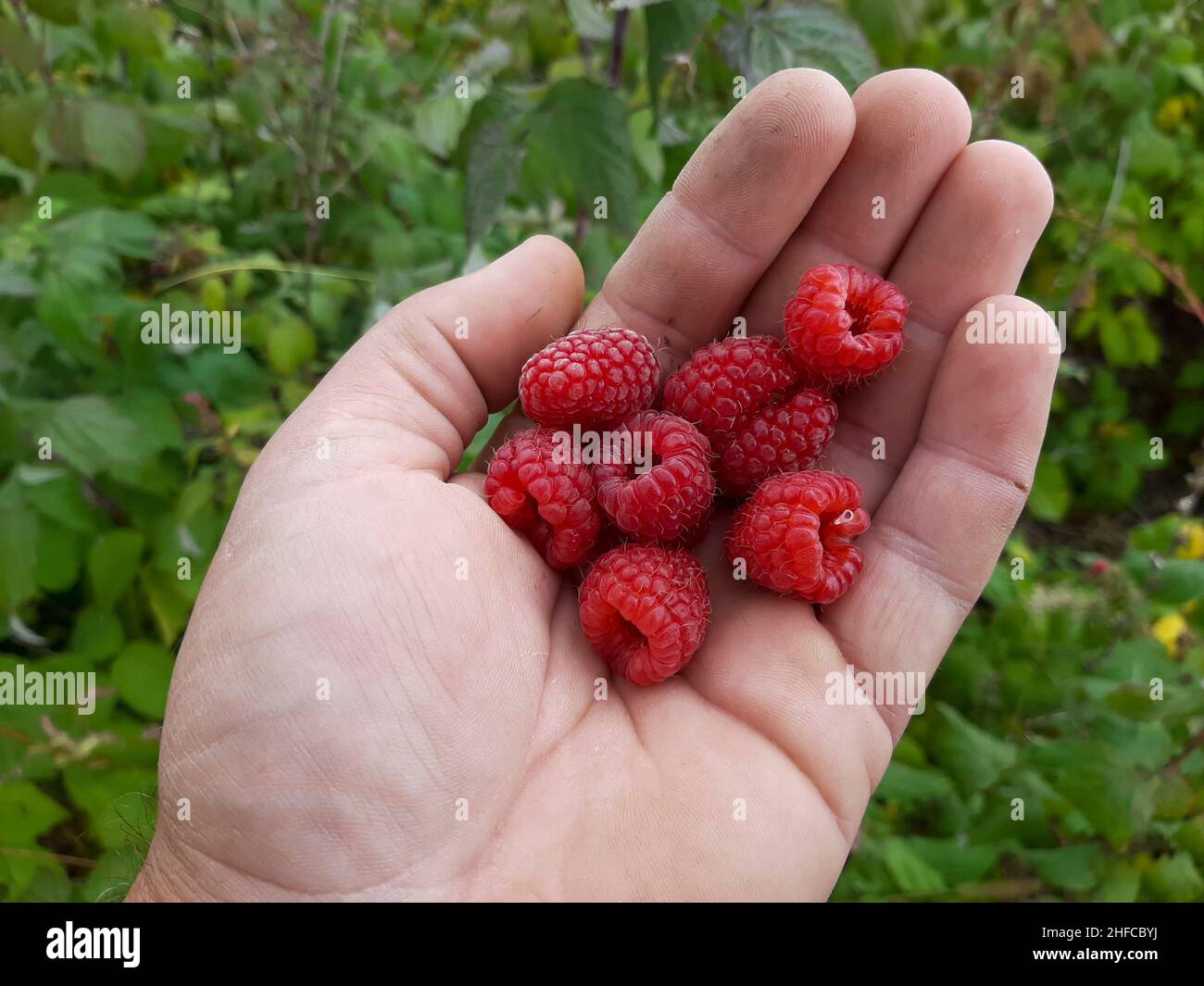 Giving the raspberry hi-res stock photography and images - Alamy