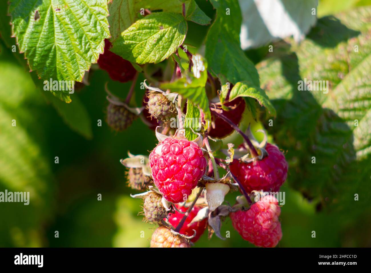 Red berries on stalk hi-res stock photography and images - Alamy