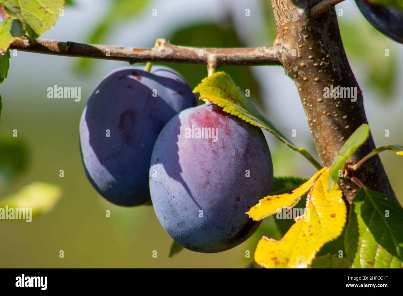 Blue and red plums hi-res stock photography and images - Alamy