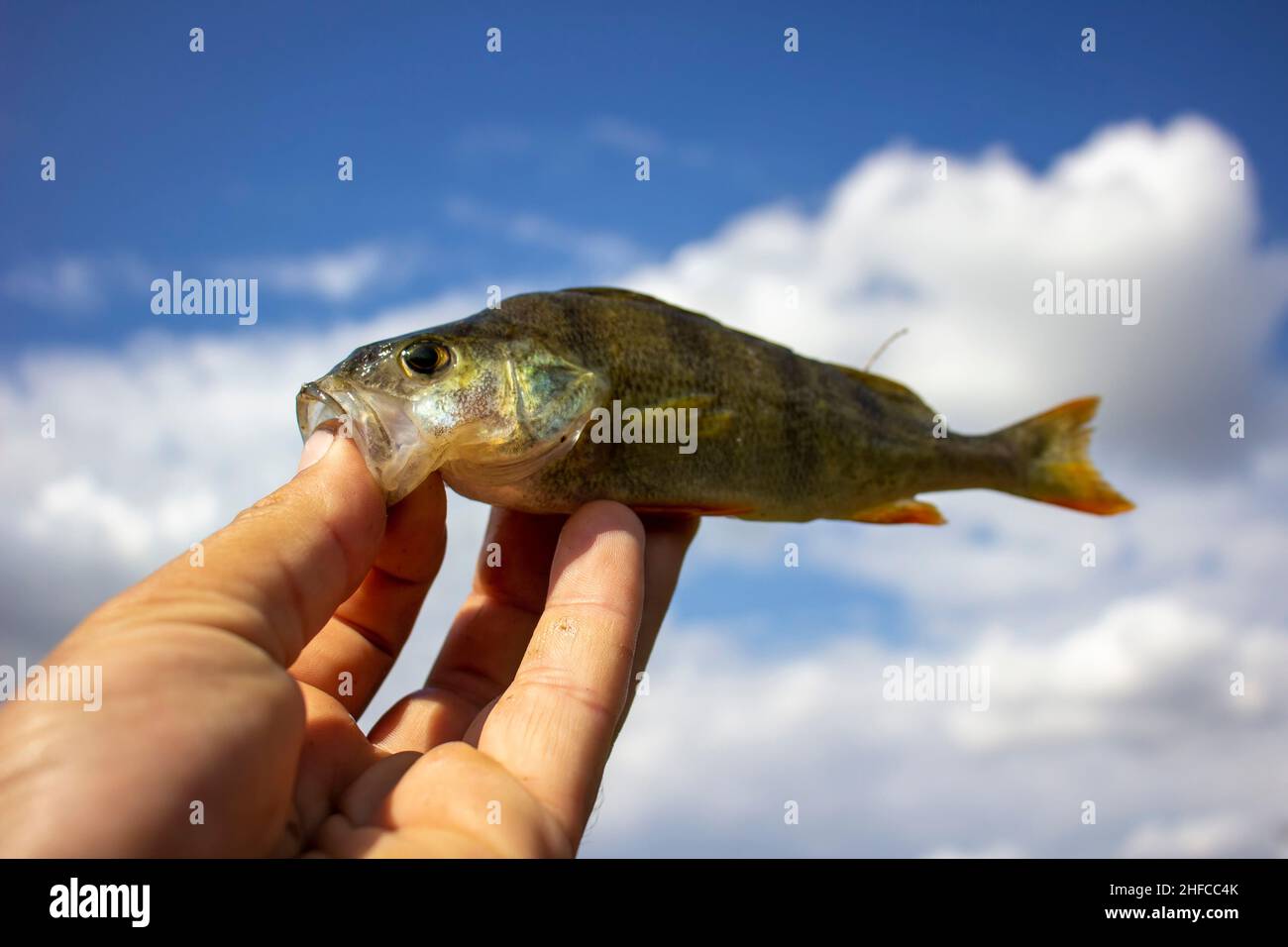 River perch in hand on a background of blue sky Stock Photo - Alamy