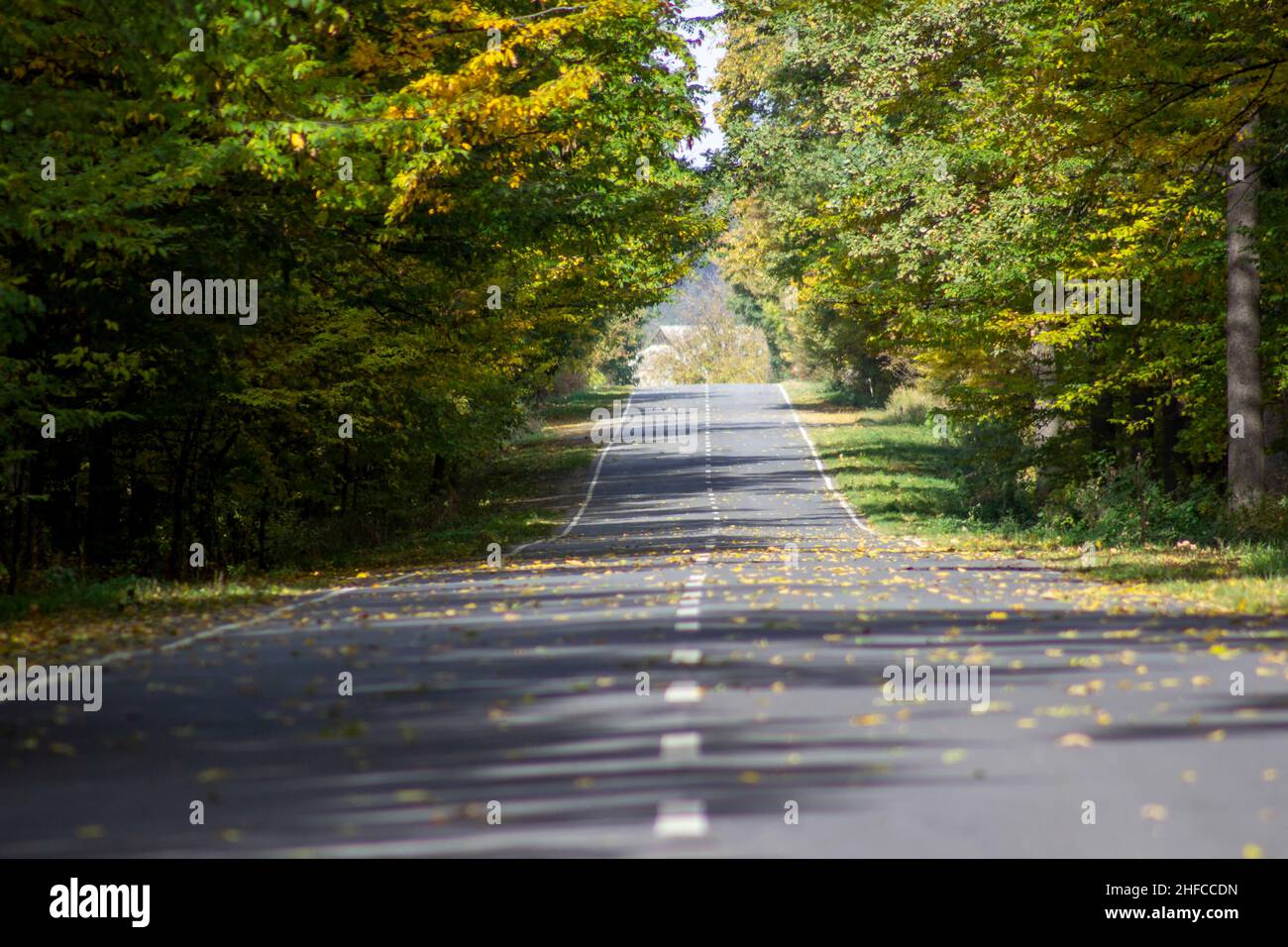 Highway through the forest with trees Stock Photo - Alamy
