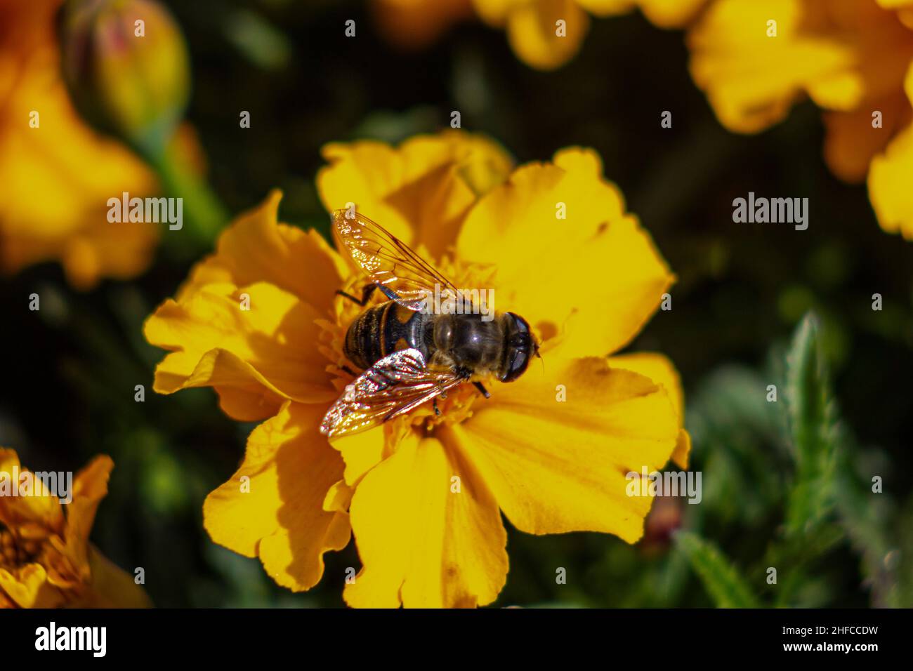 Honey bee pollinating marigold hi-res stock photography and images - Alamy