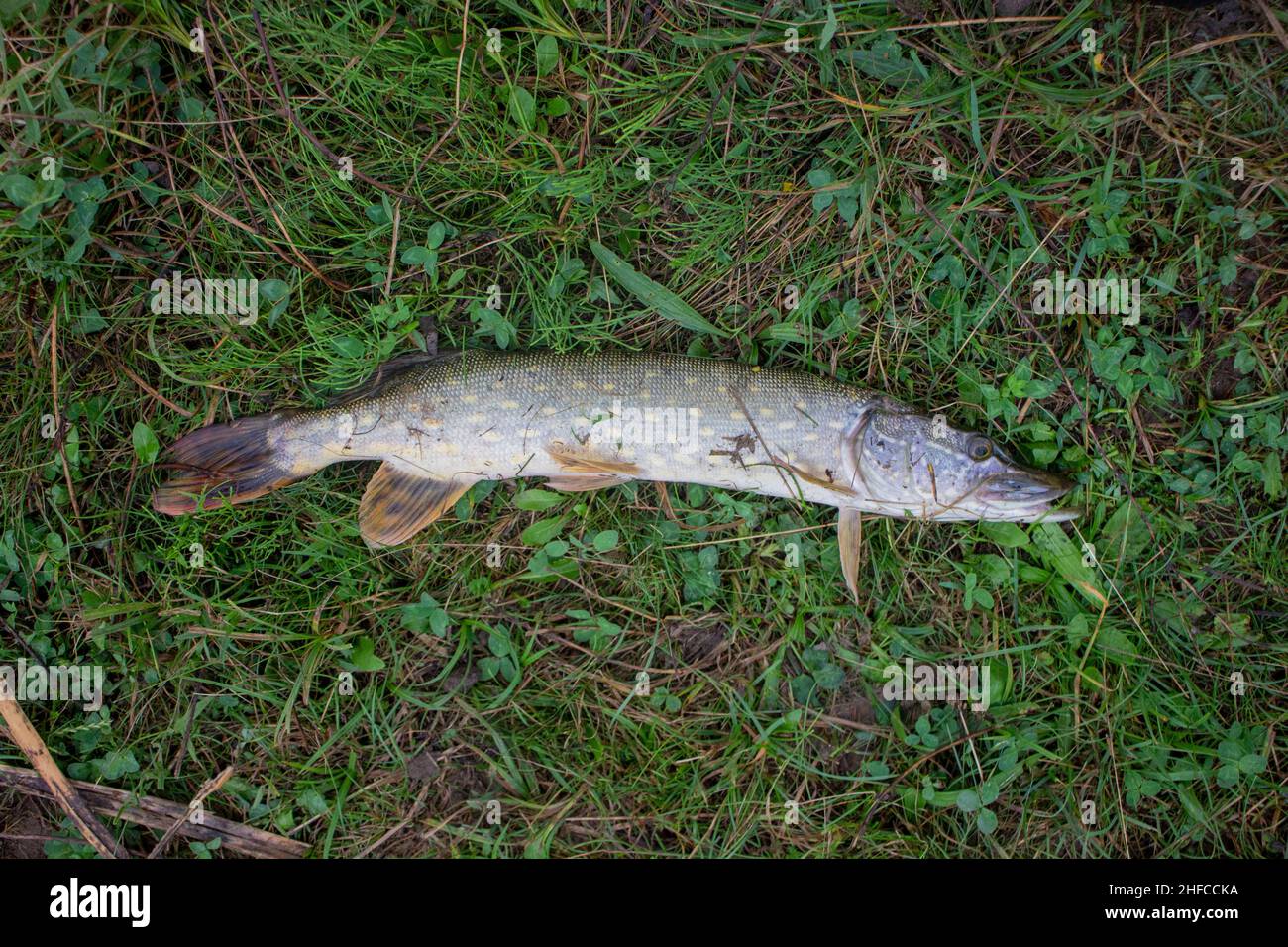 Grass pike hi-res stock photography and images - Alamy