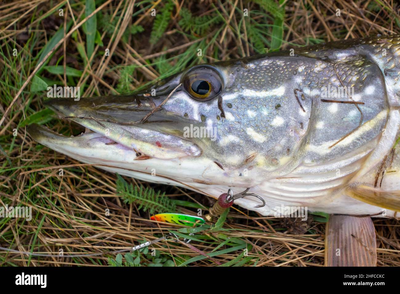 Grass pike hi-res stock photography and images - Alamy