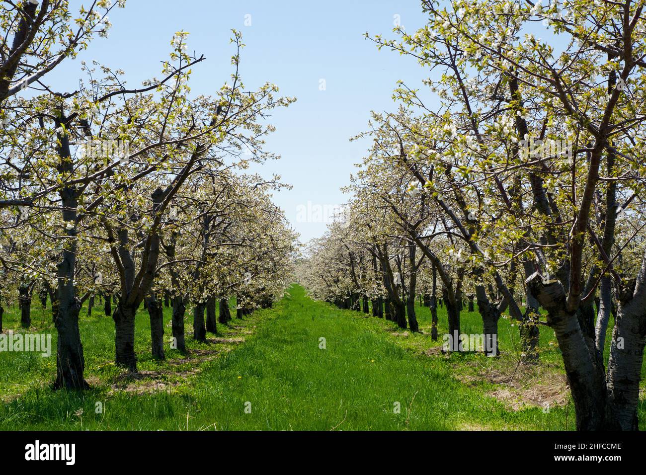KEWADIN, MICHIGAN, UNITED STATES - MAY 16, 2018: Fields of white ...