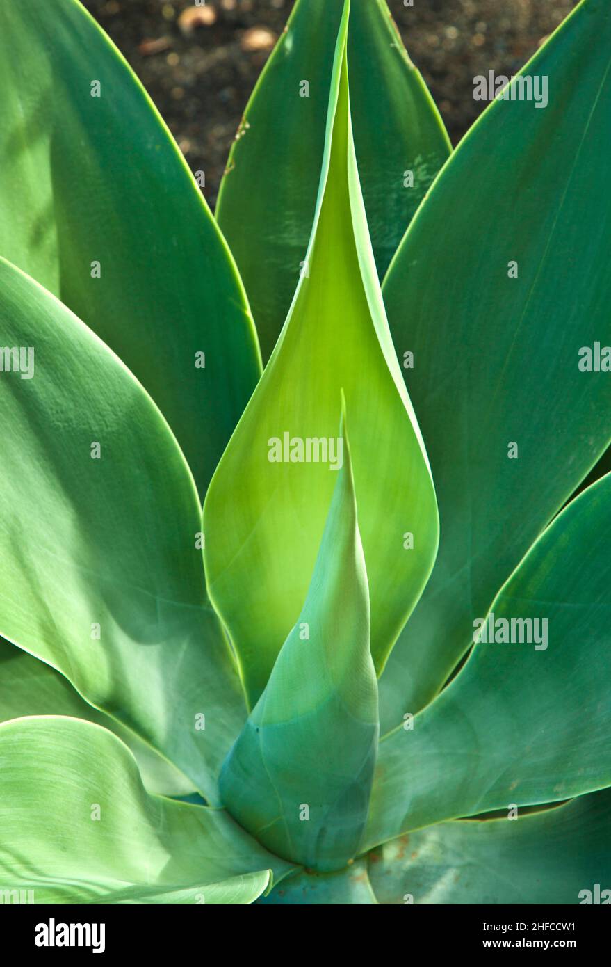 Agave plant in natural sunlight Stock Photo - Alamy