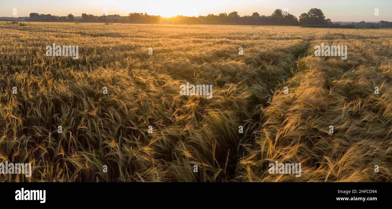 Sunrise on a wheat field Stock Photo - Alamy
