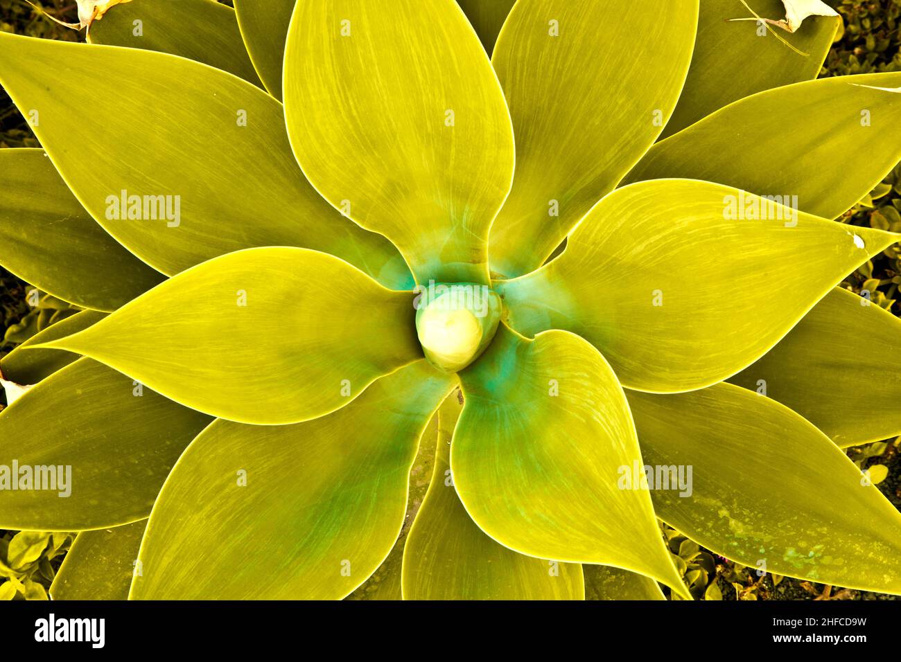 Agave plant in natural sunlight Stock Photo - Alamy
