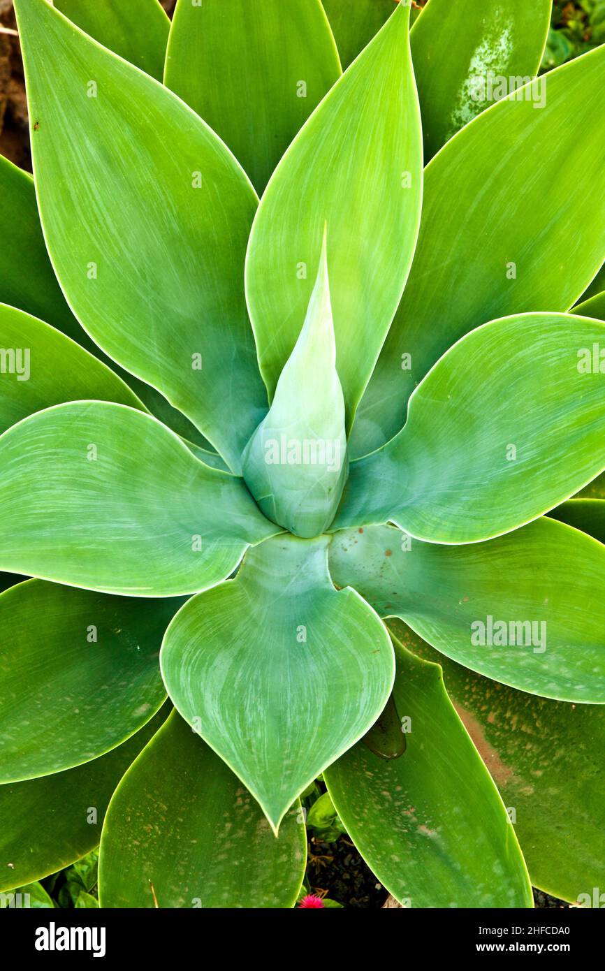 Agave plant in natural sunlight Stock Photo - Alamy