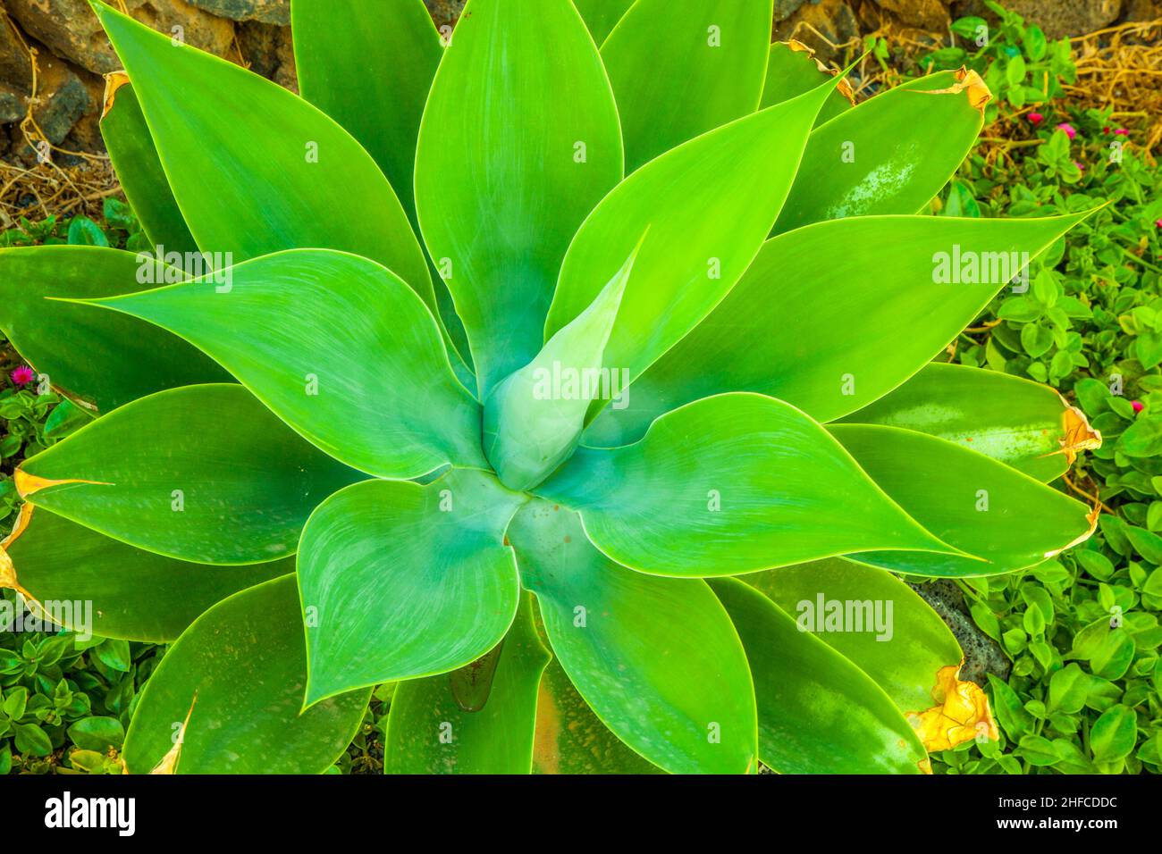 Agave plant in natural sunlight Stock Photo - Alamy