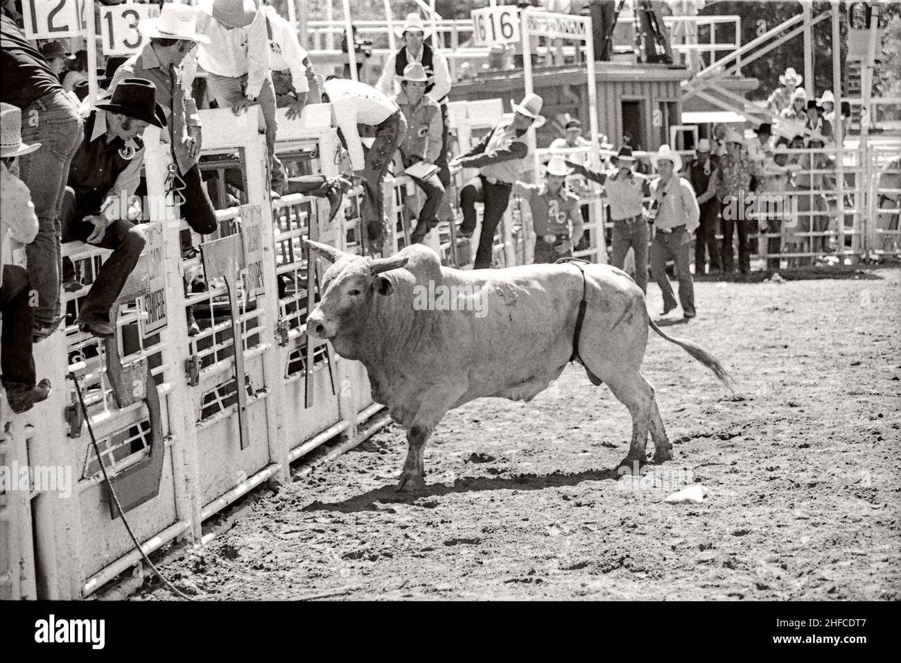 Bull riding event at the Calgary Stampede Rodeo. Alberta Canada. Circa ...