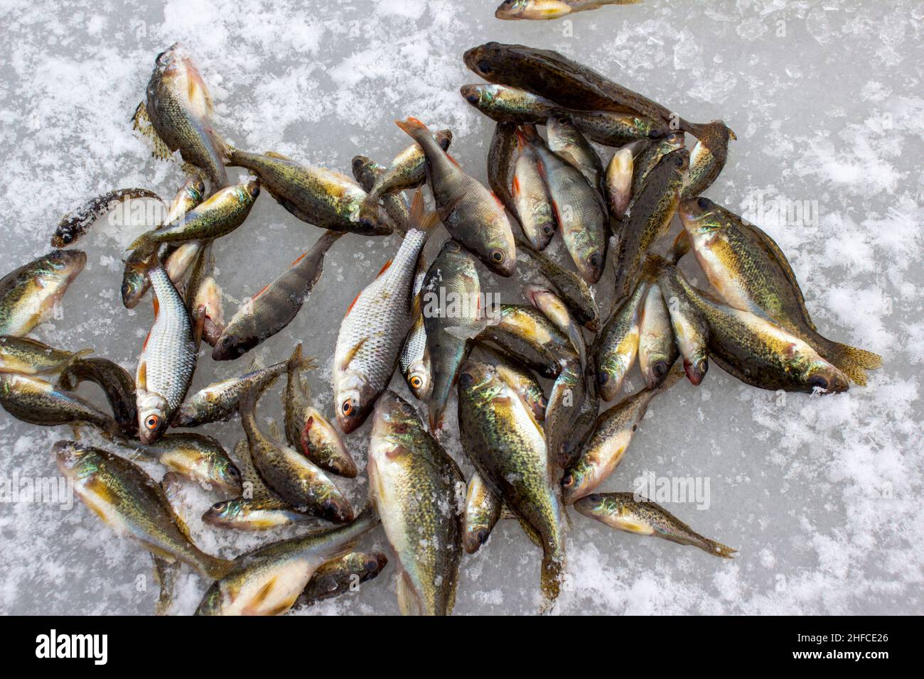 Winter fishing. Fish on ice Stock Photo - Alamy