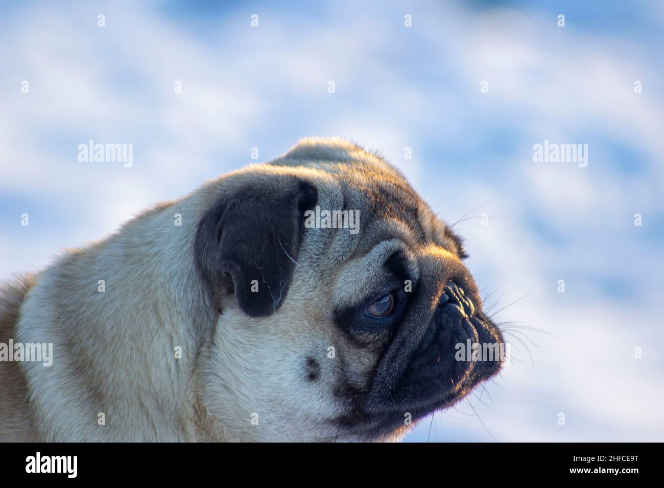 The head of a serious pug dog Stock Photo - Alamy