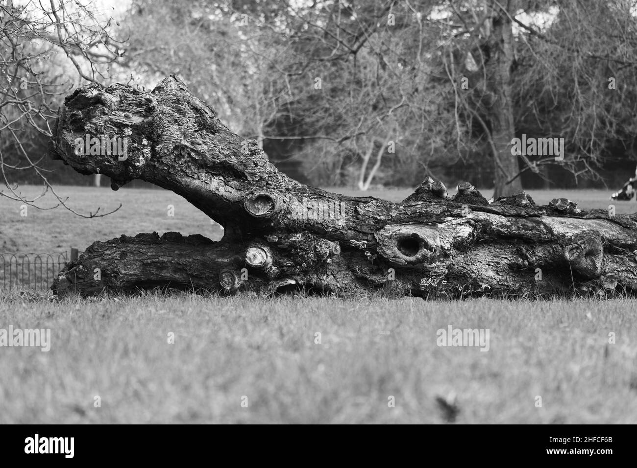 London fallen tree Black and White Stock Photos & Images - Alamy