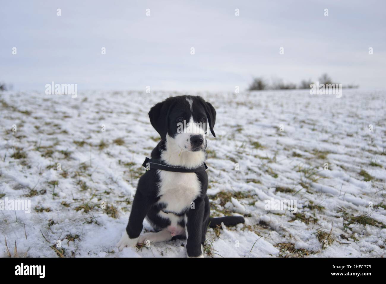 Labrador puppy explores the snow Stock Photo - Alamy