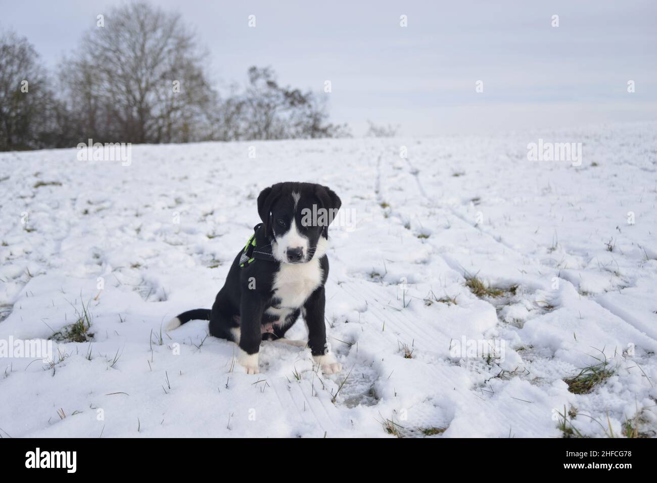 Labrador puppy explores the snow Stock Photo - Alamy
