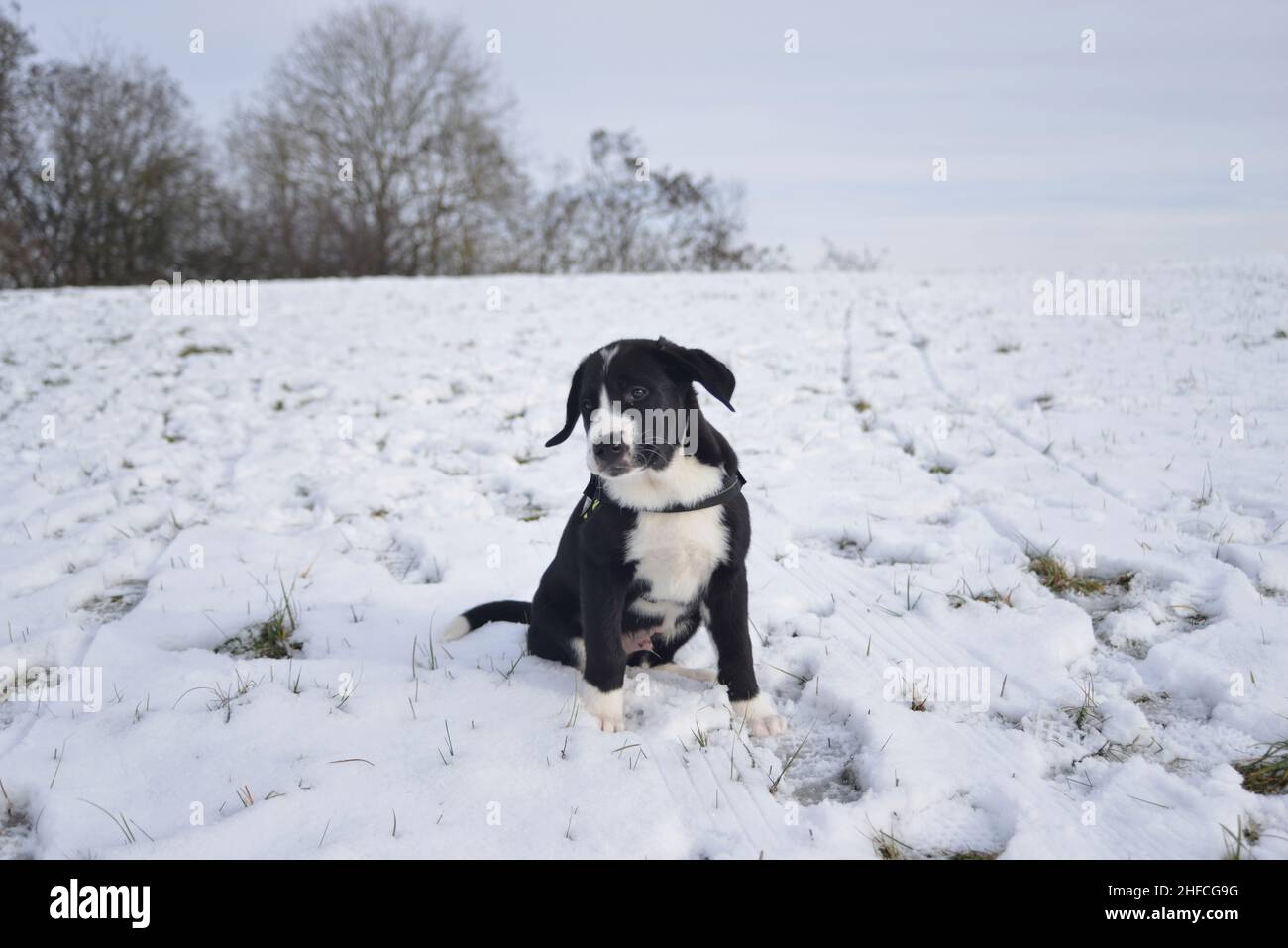 Labrador puppy explores the snow Stock Photo - Alamy