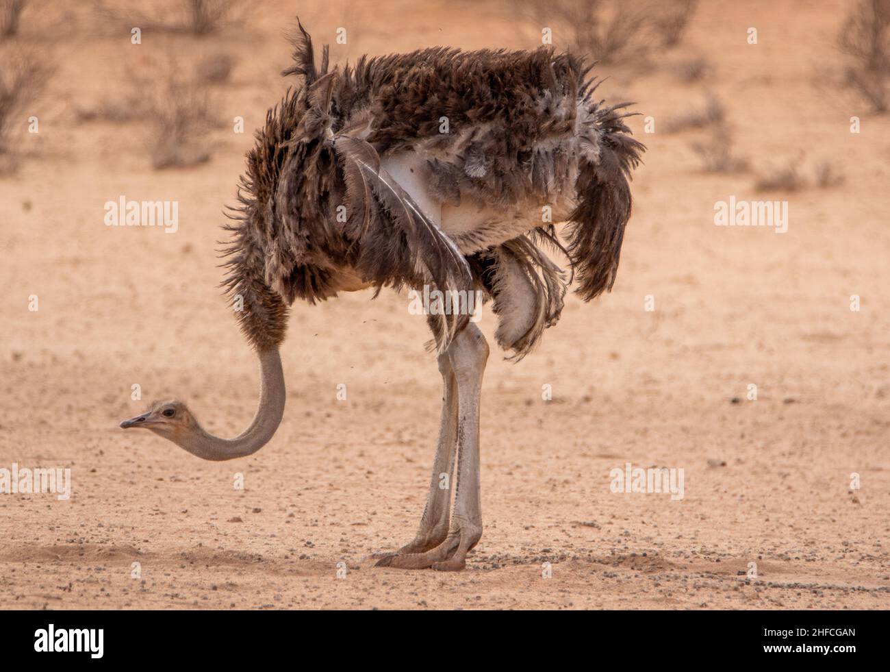 Female Ostrich in the Kgalagadi Stock Photo - Alamy