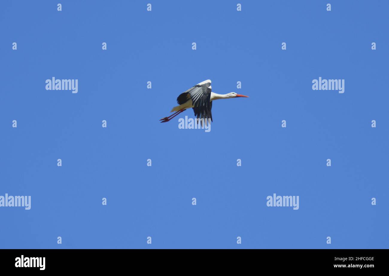 Sky and storks hi-res stock photography and images - Alamy