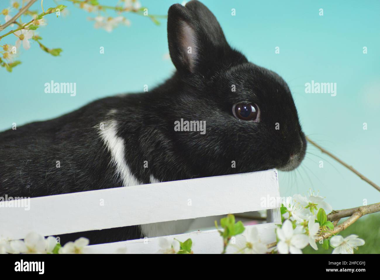 Dwarf hare hi-res stock photography and images - Alamy