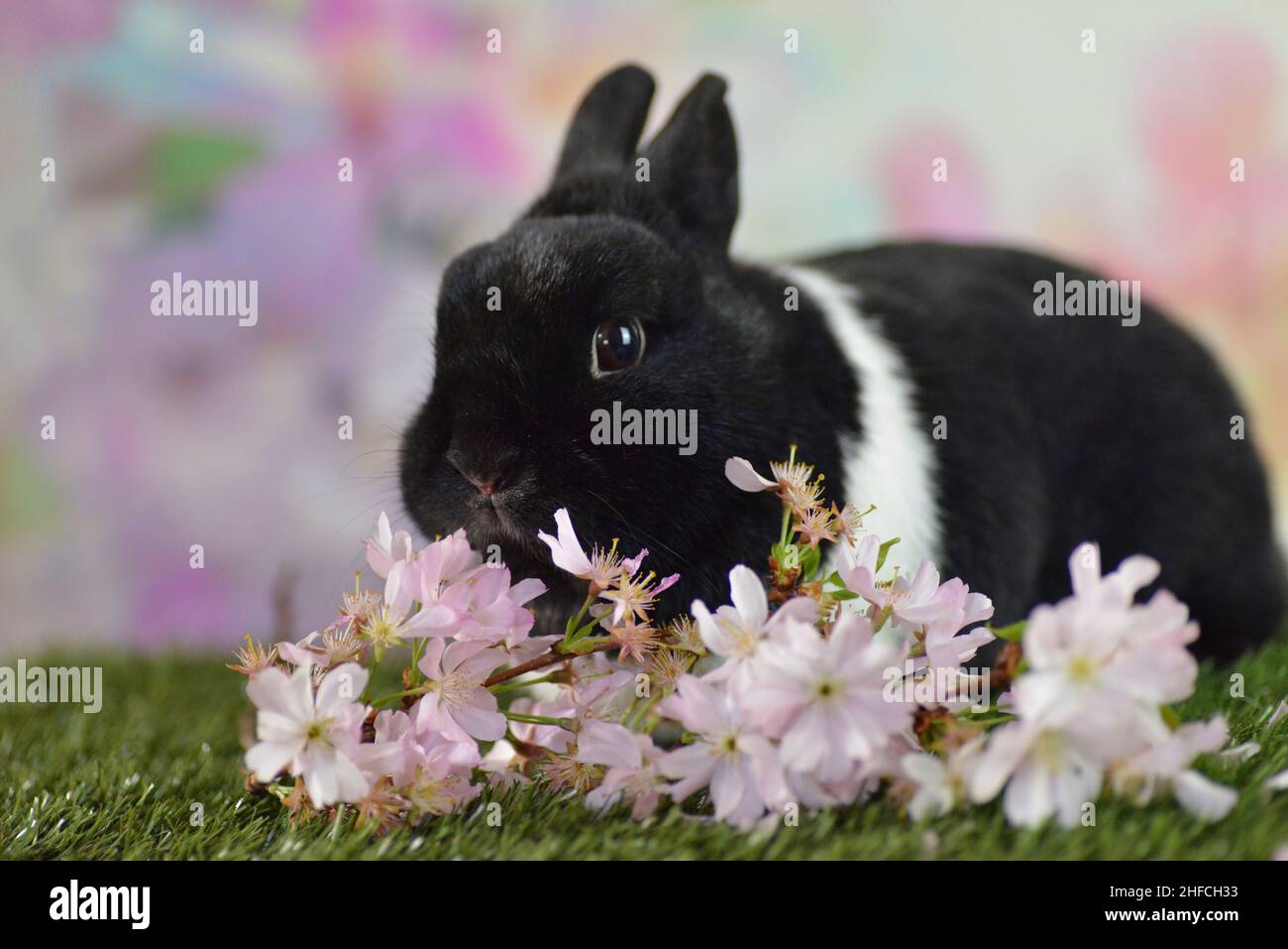 Dwarf rabbit sits in the photo studio on the meadow with spring ...