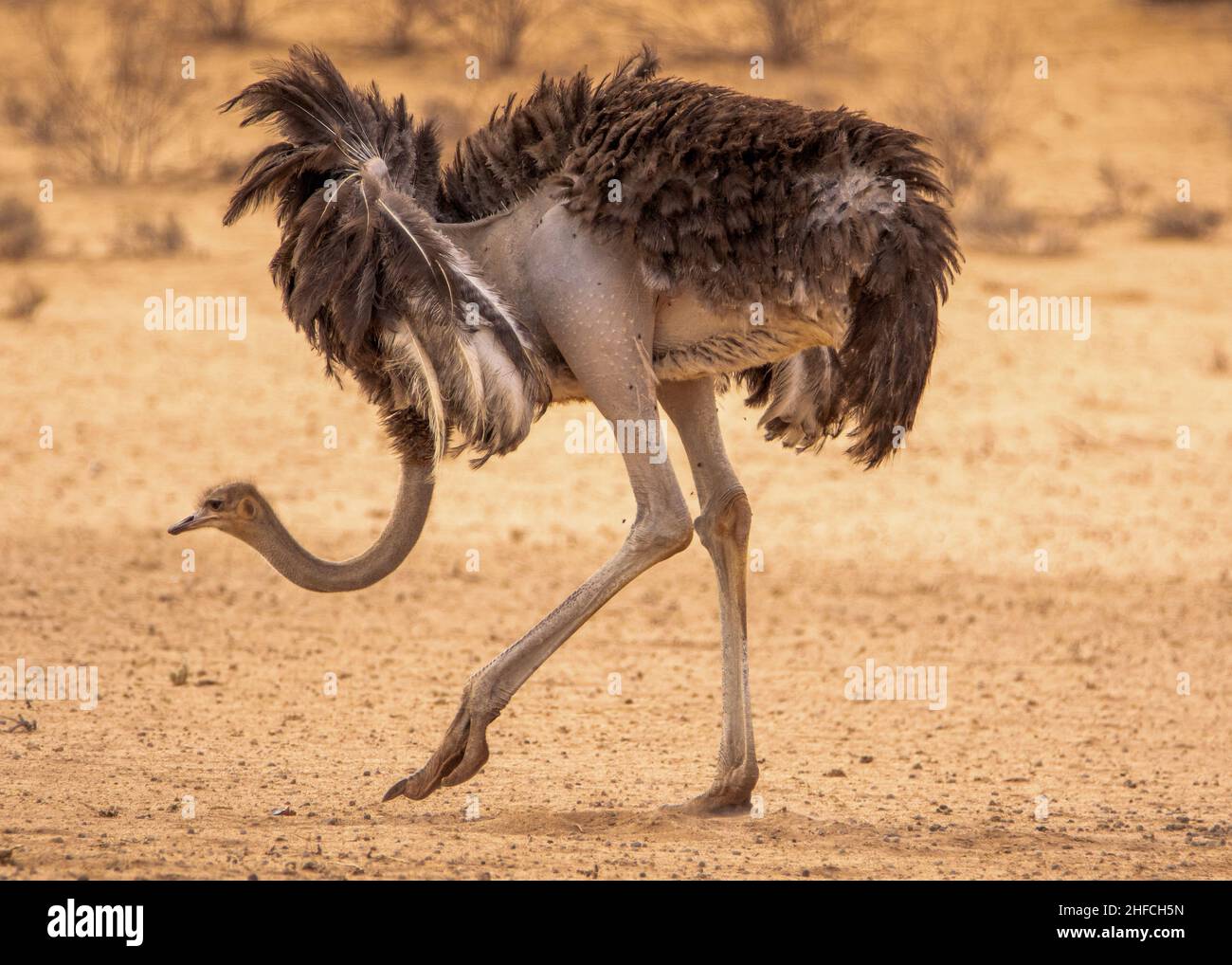 Female Ostrich in the Kgalagadi Stock Photo - Alamy