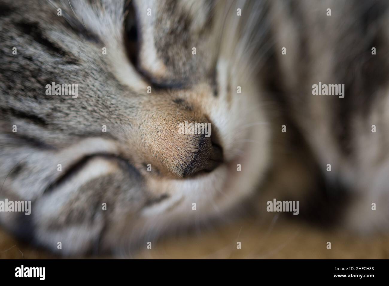 Schlafende Tigerkatze, zu sehen ist nur ihr Gesicht Stock Photo - Alamy
