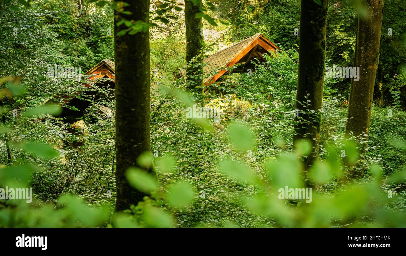 Sloping wooden roofs amidst forest vegetation Stock Photo - Alamy