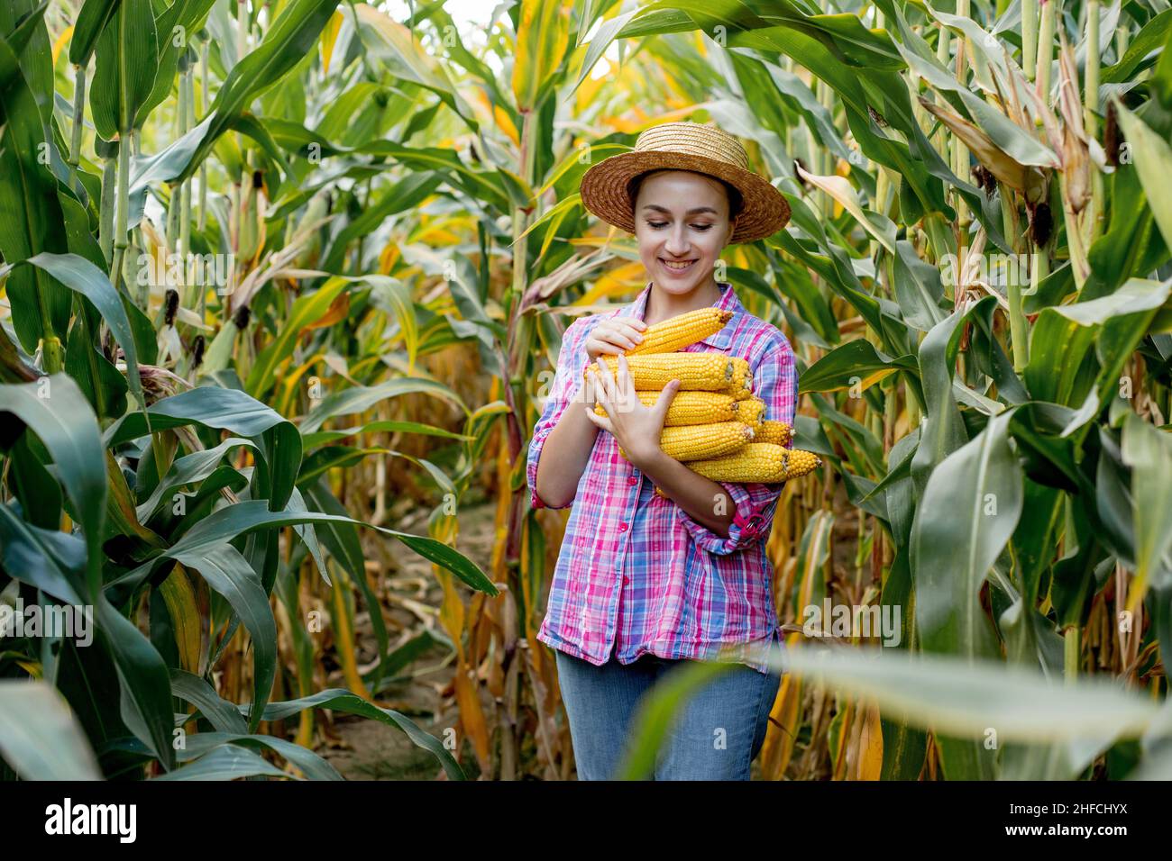 Farmer holding corn cobs in hand in corn field Stock Photo - Alamy