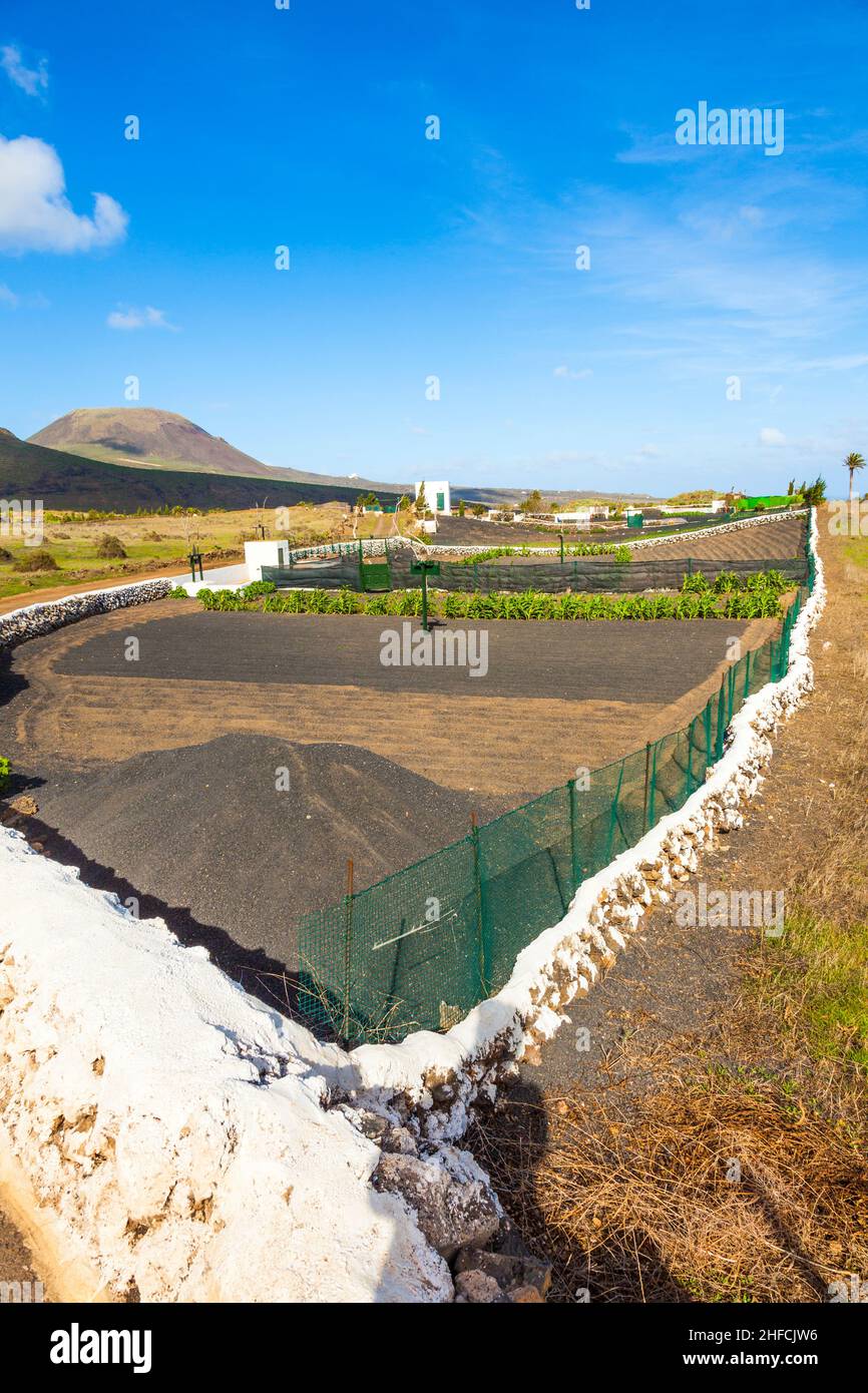 field in rural area with blue sky near Haria Stock Photo - Alamy