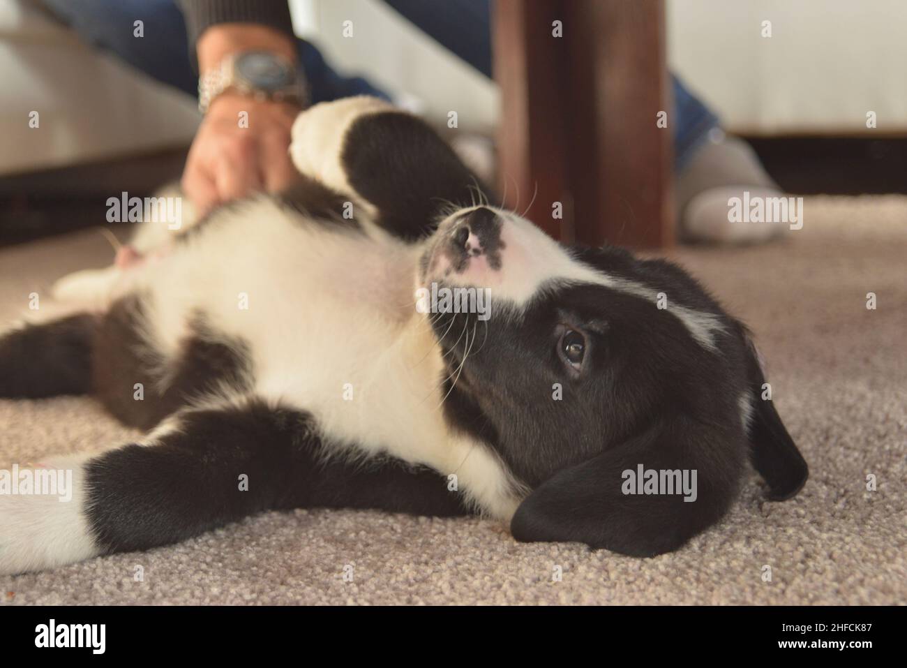 Labrador puppy explores the living room curiously at Christmas and gets ...