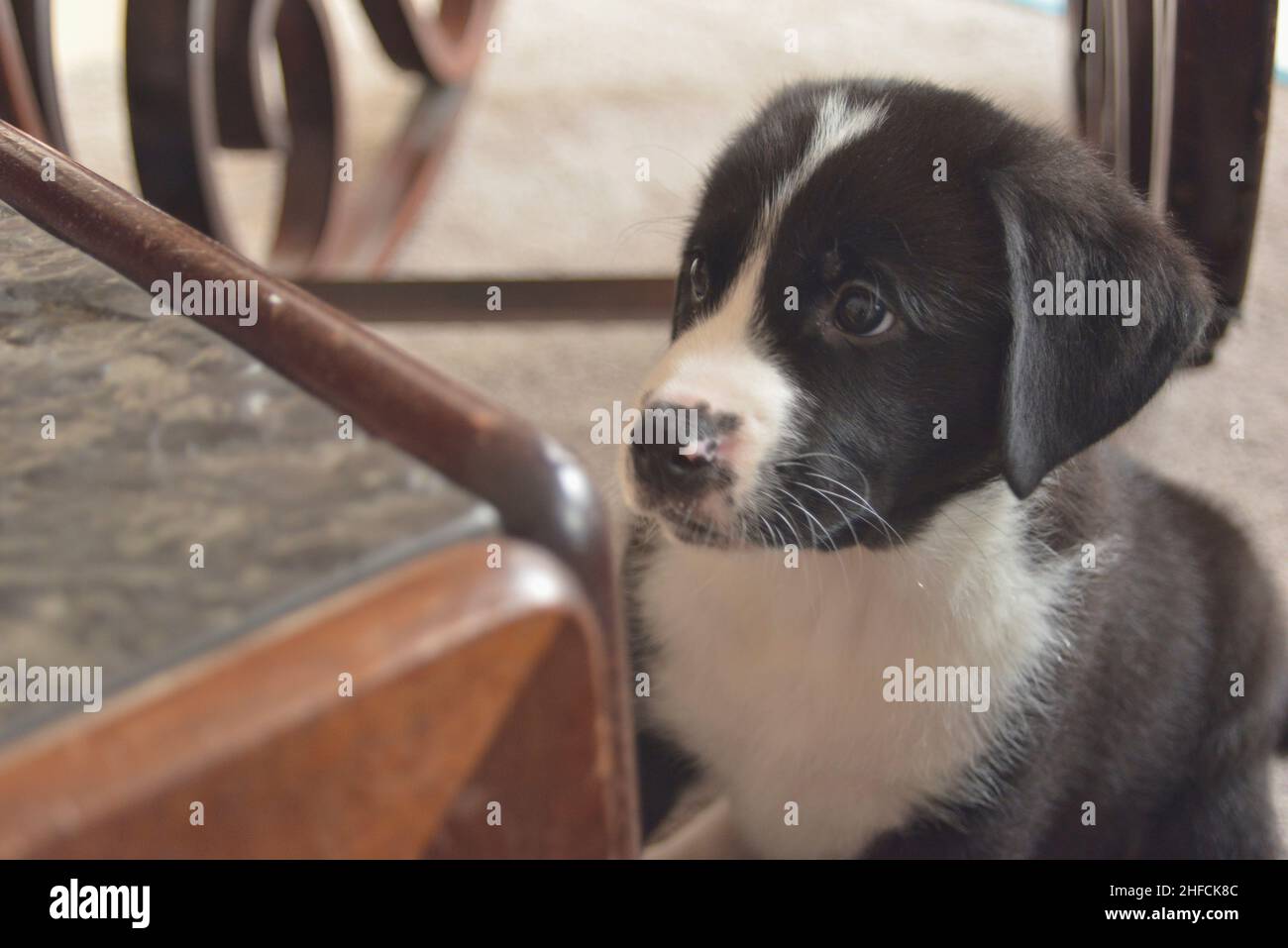 Labrador puppy explores the living room curiously at Christmas and gets ...
