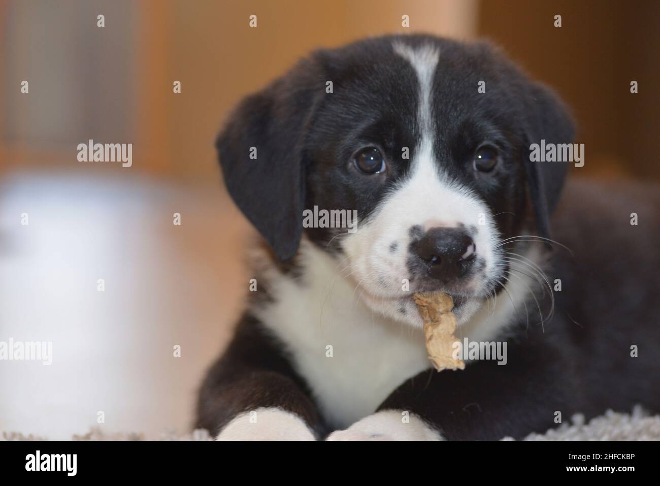 Labrador puppy explores the living room curiously at Christmas and gets ...