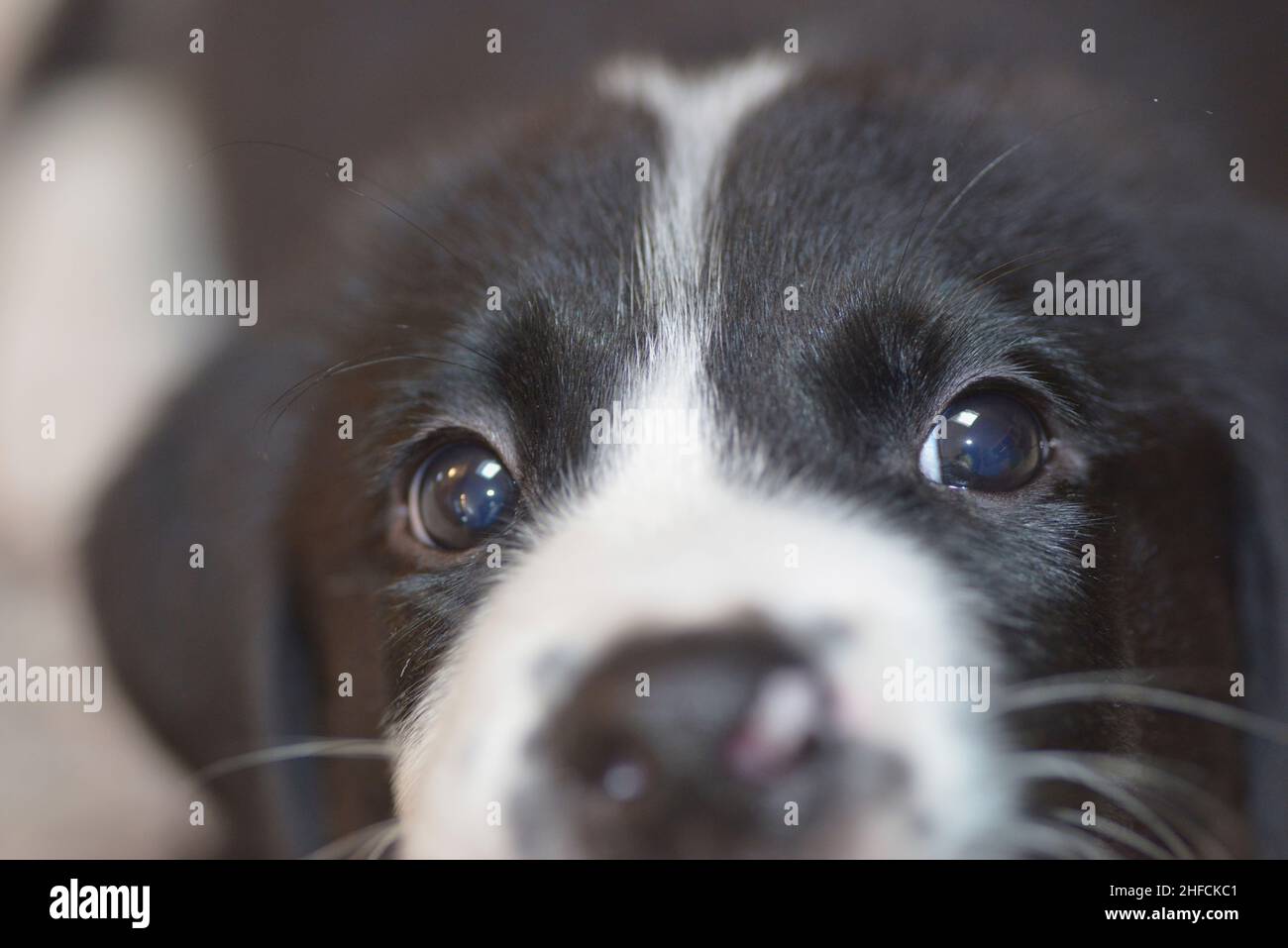 Labrador puppy explores the living room curiously at Christmas and gets ...